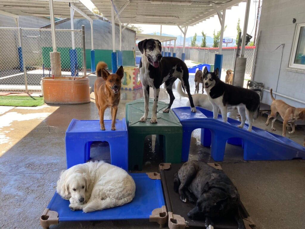 Dogtown Pet Spa | Luxury Boarding, Daycare & Grooming